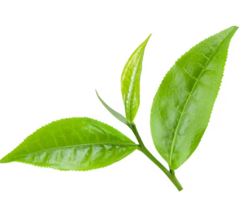 Events – Minnesota Tea Society